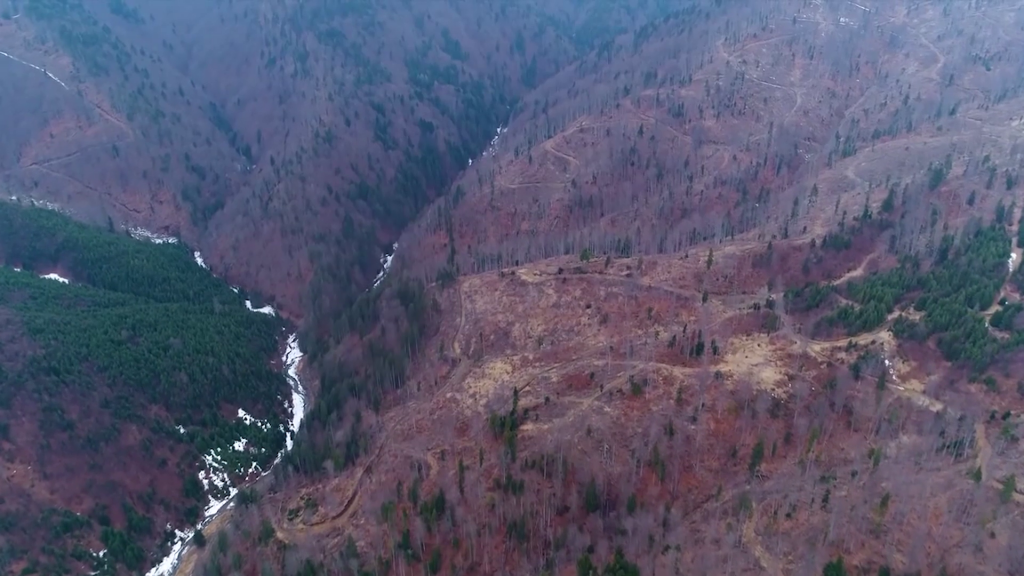 UE vrea să îţi salveze pădurile. Infringementul e singurul mod de a ne ...