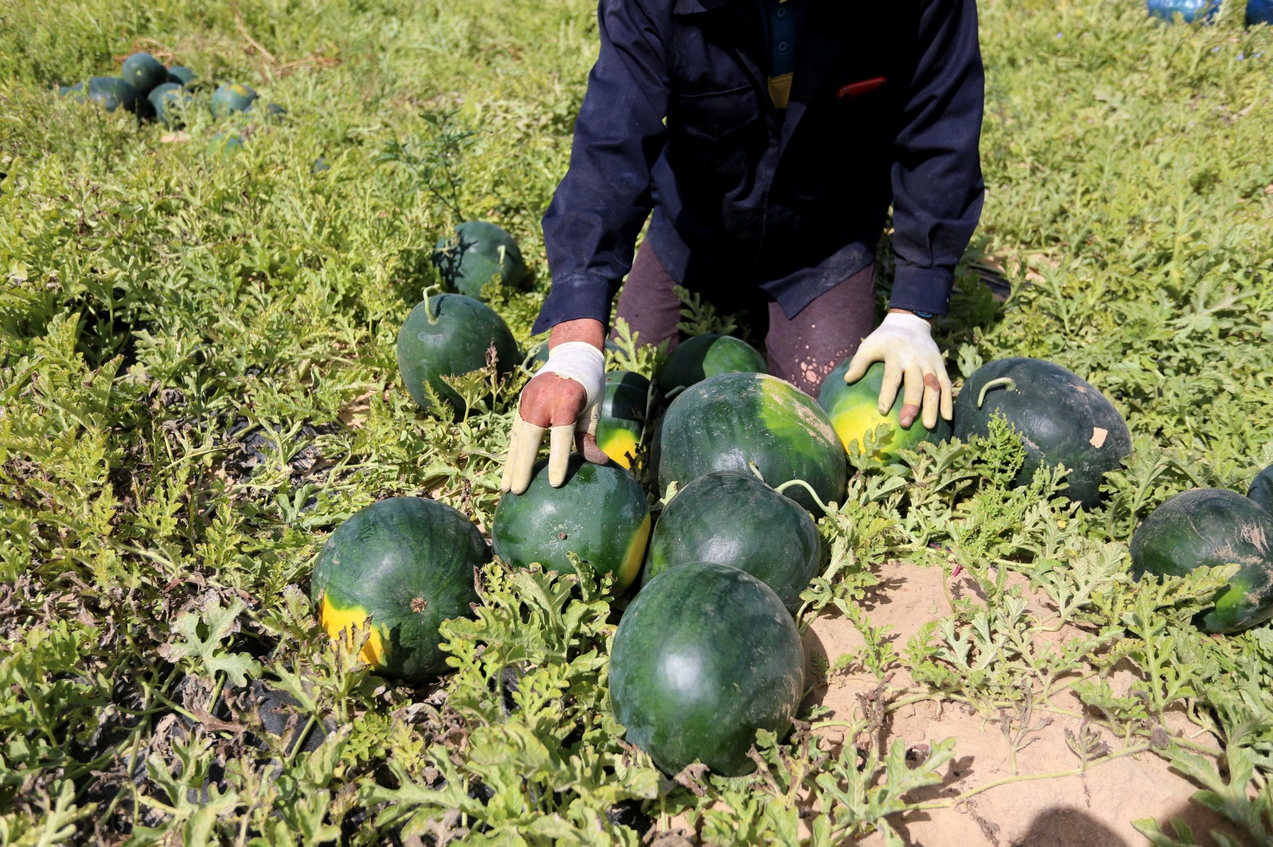 Celebrii pepeni de Dăbuleni, pe cale de dispariţie anul acesta. 80% ...