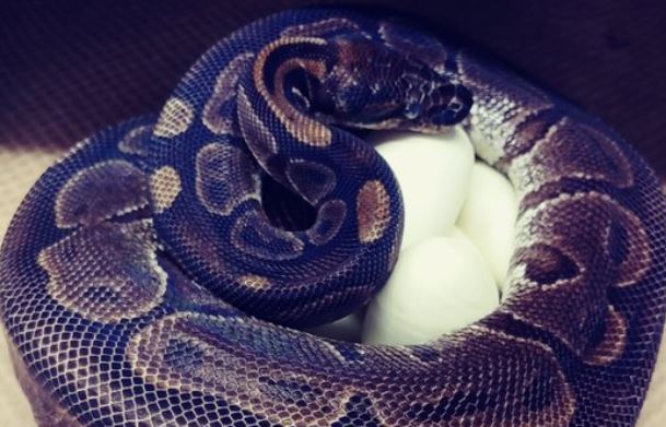 Un piton în vârstă de 62 de ani a depus șapte ouă deși nu a mai stat în ...