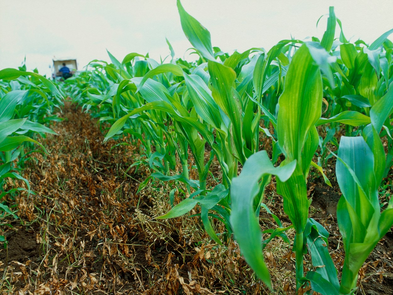 Paradoxul românesc - vindem porumb și importăm mălai