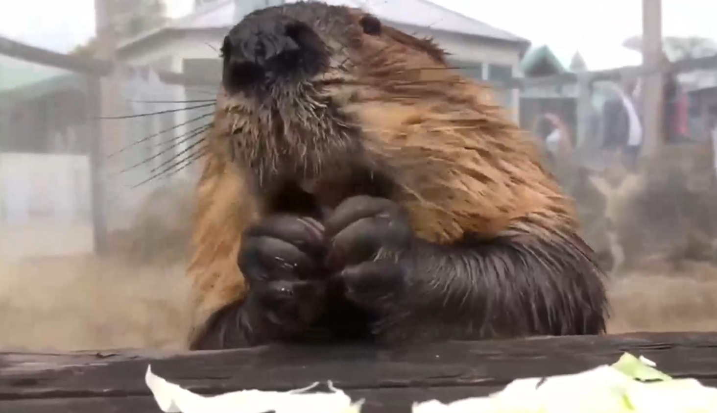 Un castor face „ravagii” pe internet. Clipul care te poate ajuta să ...