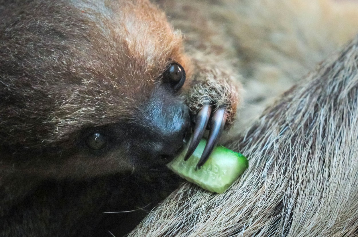 Ziua internațională a leneșului. Care este rolul său în ecosistem