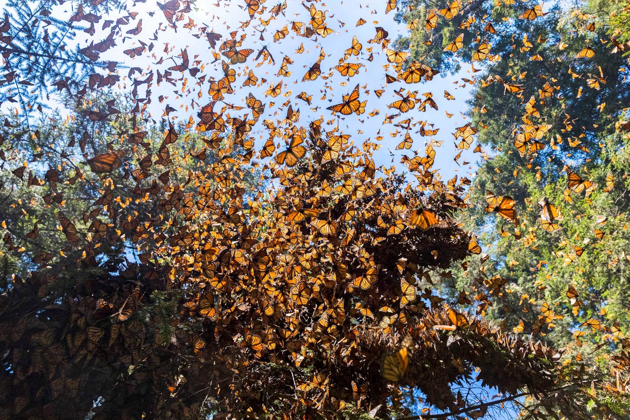 Imagini spectaculoase. Mii de fluturi monarh migrează în Mexic