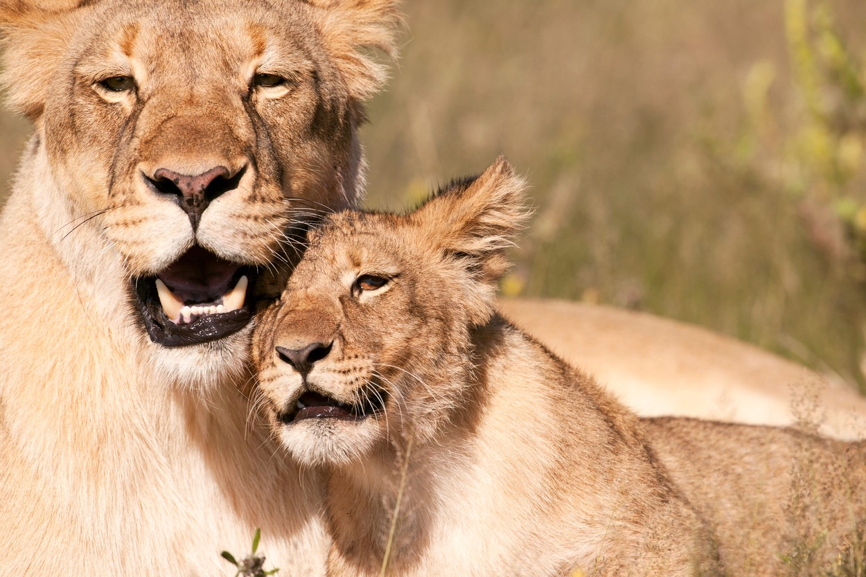 Lei infectați cu Covid-19. Simptomele animalelor, similare cu o gripă