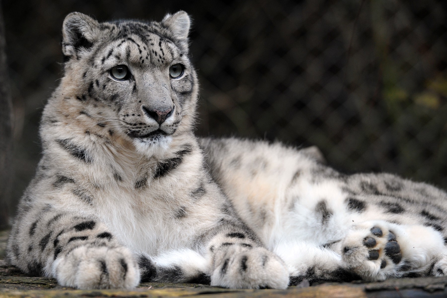 Trei leoparzi au fost testaţi pozitiv cu Covid. Este a şasea specie de ...