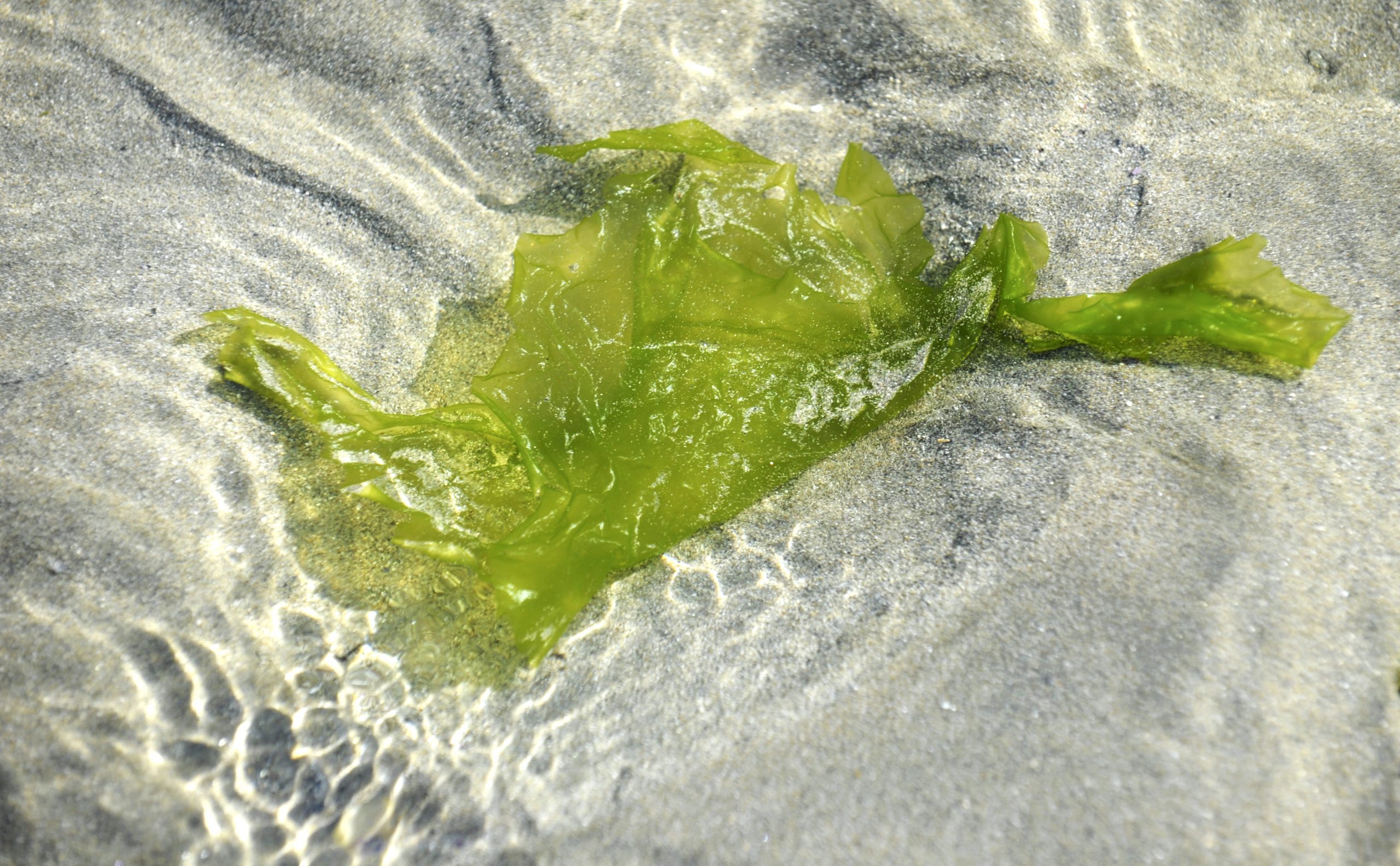 De ce ar trebui să introduci algele marine în dieta ta