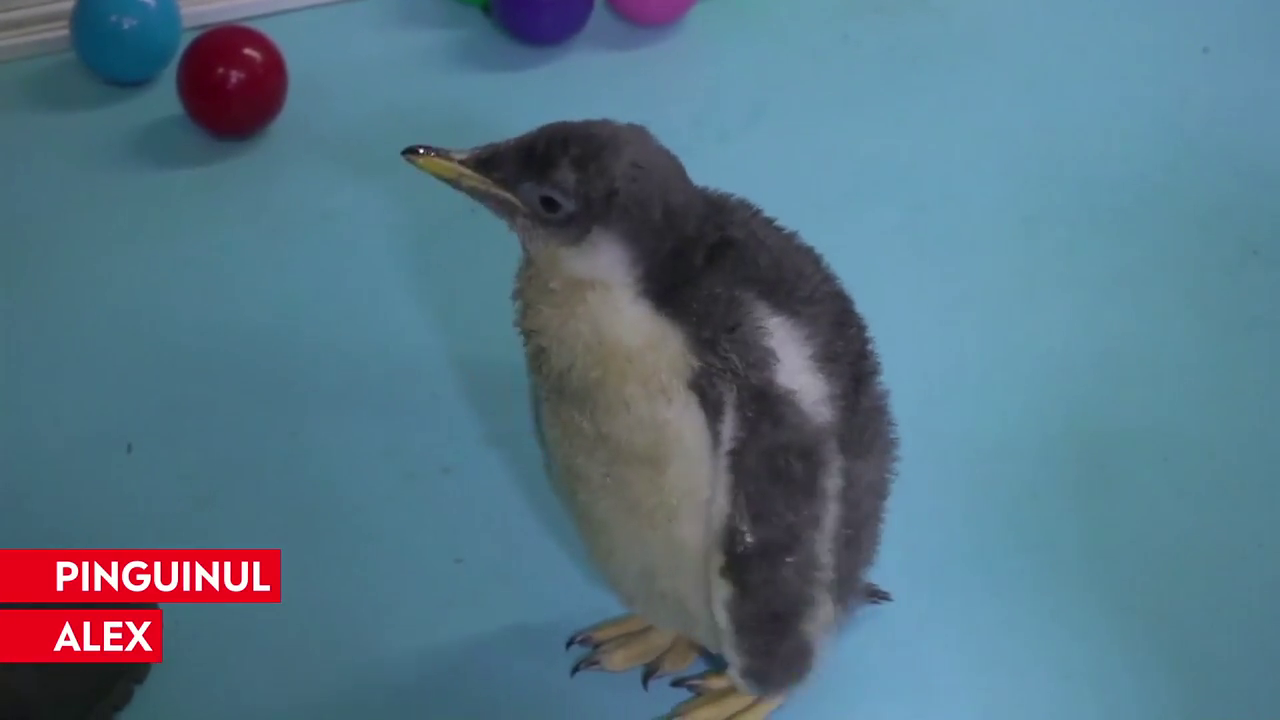 VIDEO Alex, primul pinguin din specia Ghentoo care s-a născut în Mexic