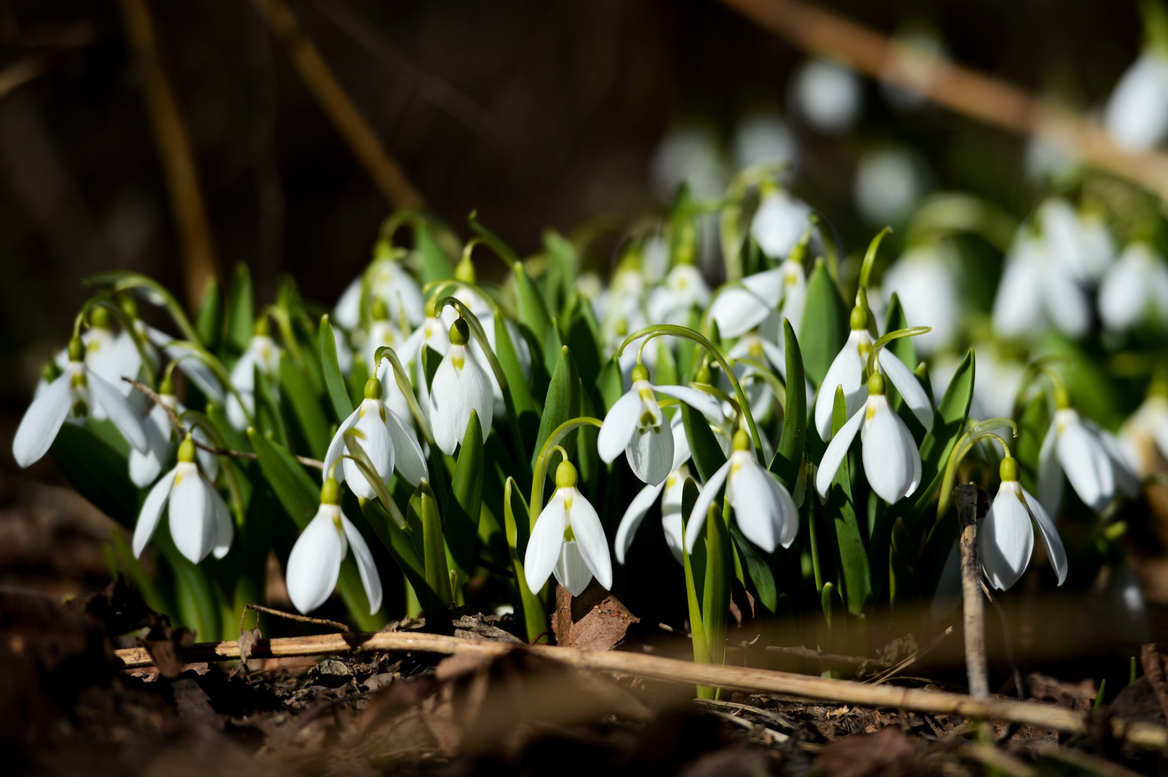 Poate nu știai: De ce a treia lună a anului se numește „martie”?