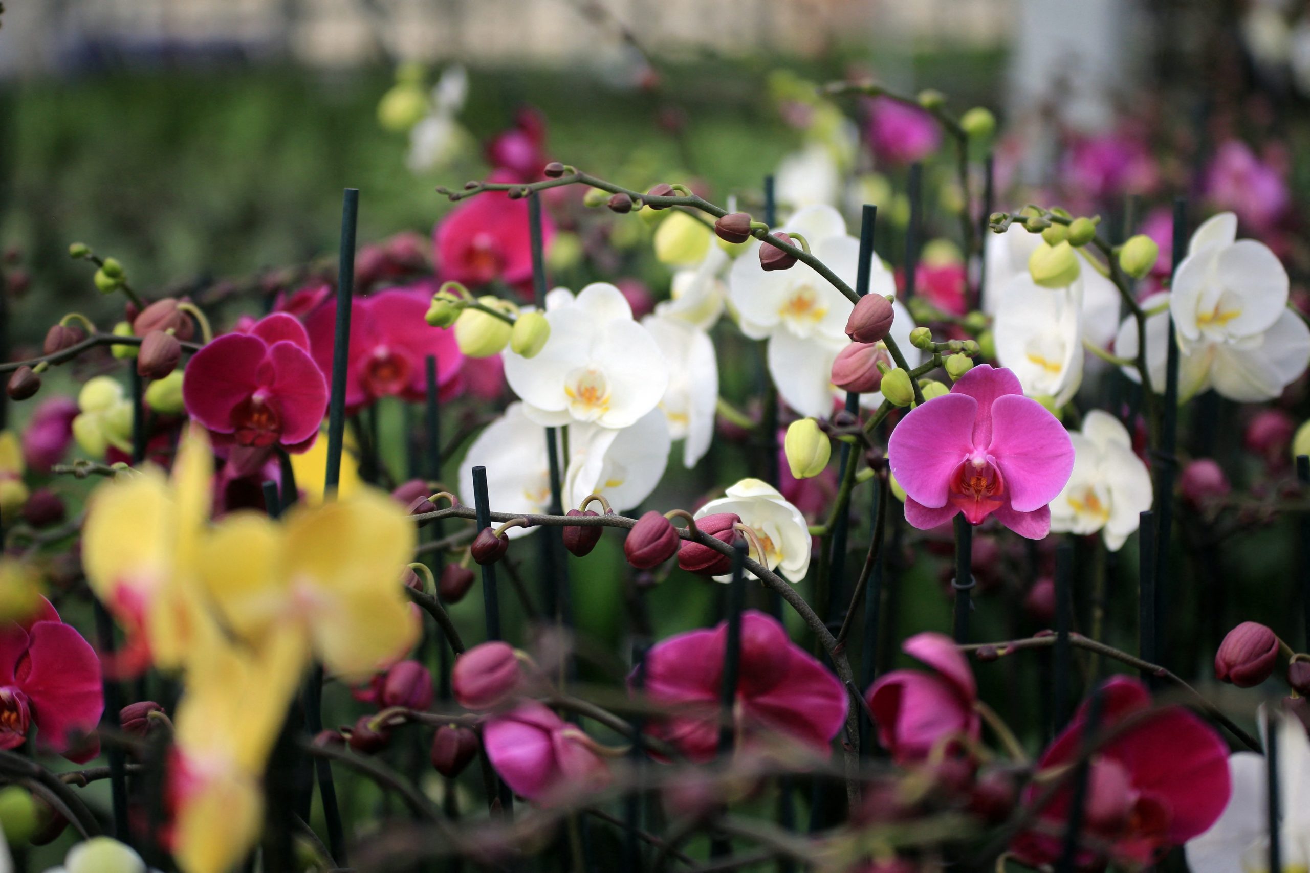 O colonie de orhidee rare, descoperită pe acoperișul unei clădiri de ...