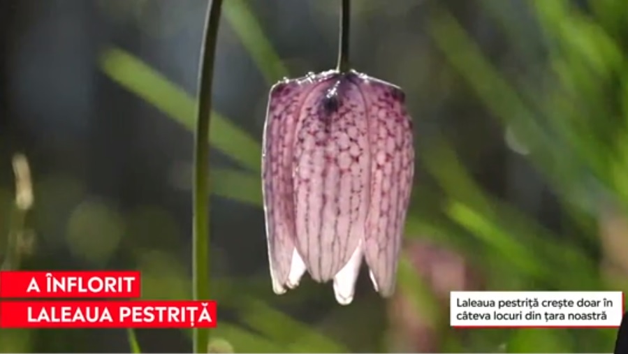 Locul din România unde poate fi admirată laleaua pestriță, o floare pe ...