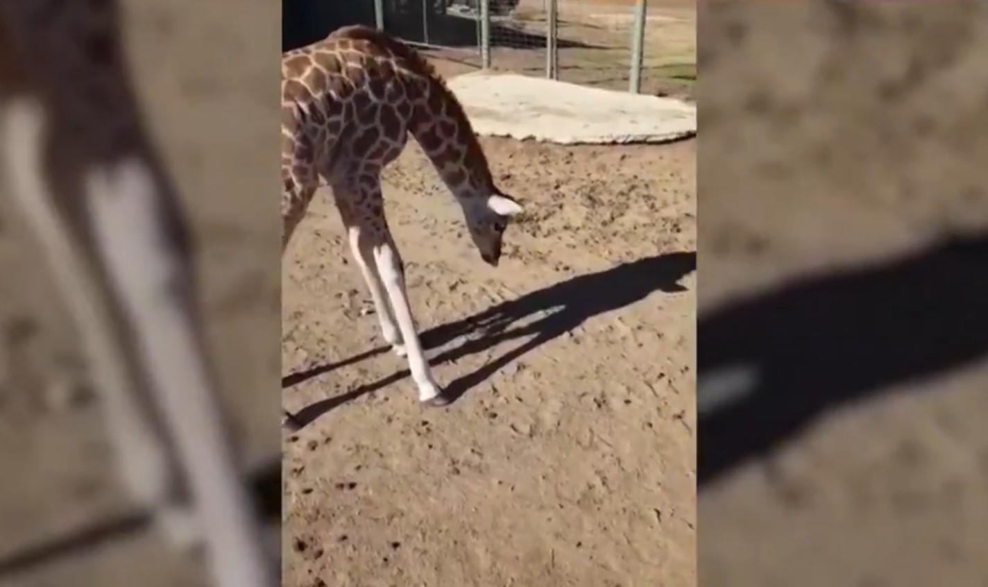 VIDEO. Reacția unui pui de girafă care și-a văzut pentru prima dată umbra