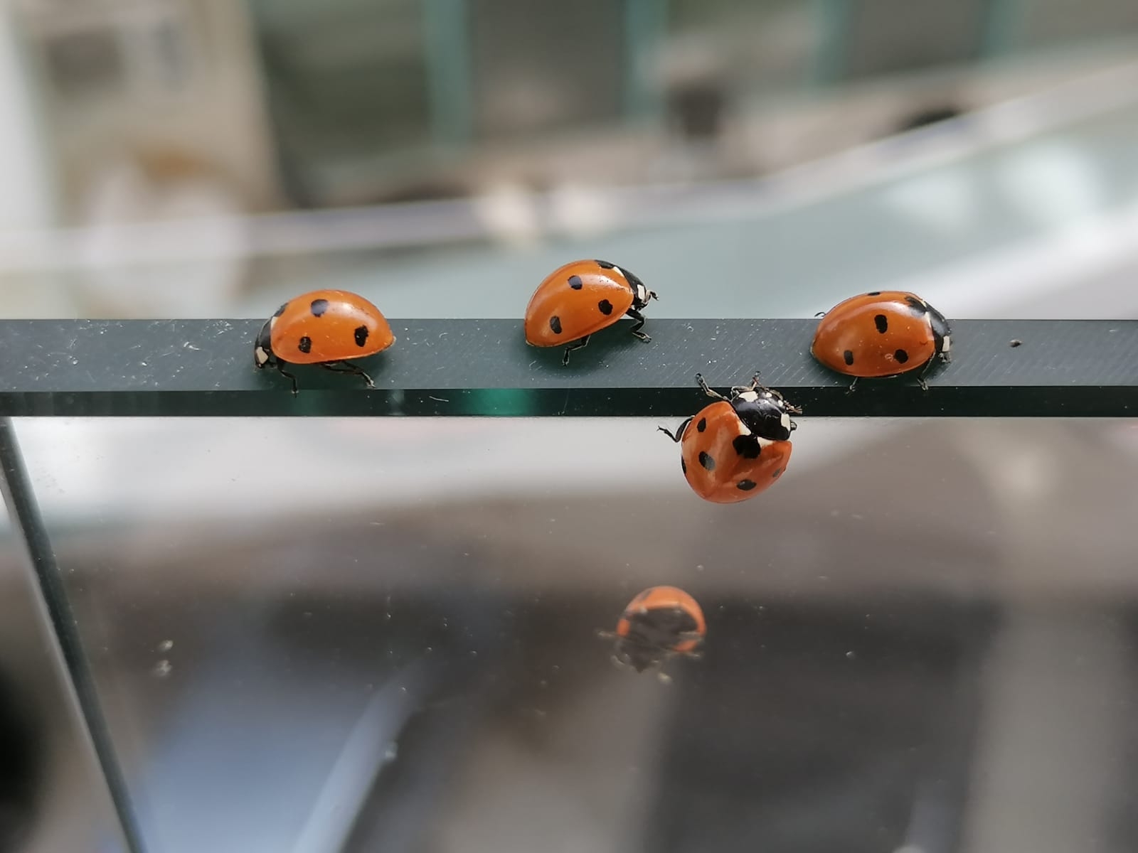 Invazie de buburuze în Mamaia și Năvodari. Cum explică specialiștii ...