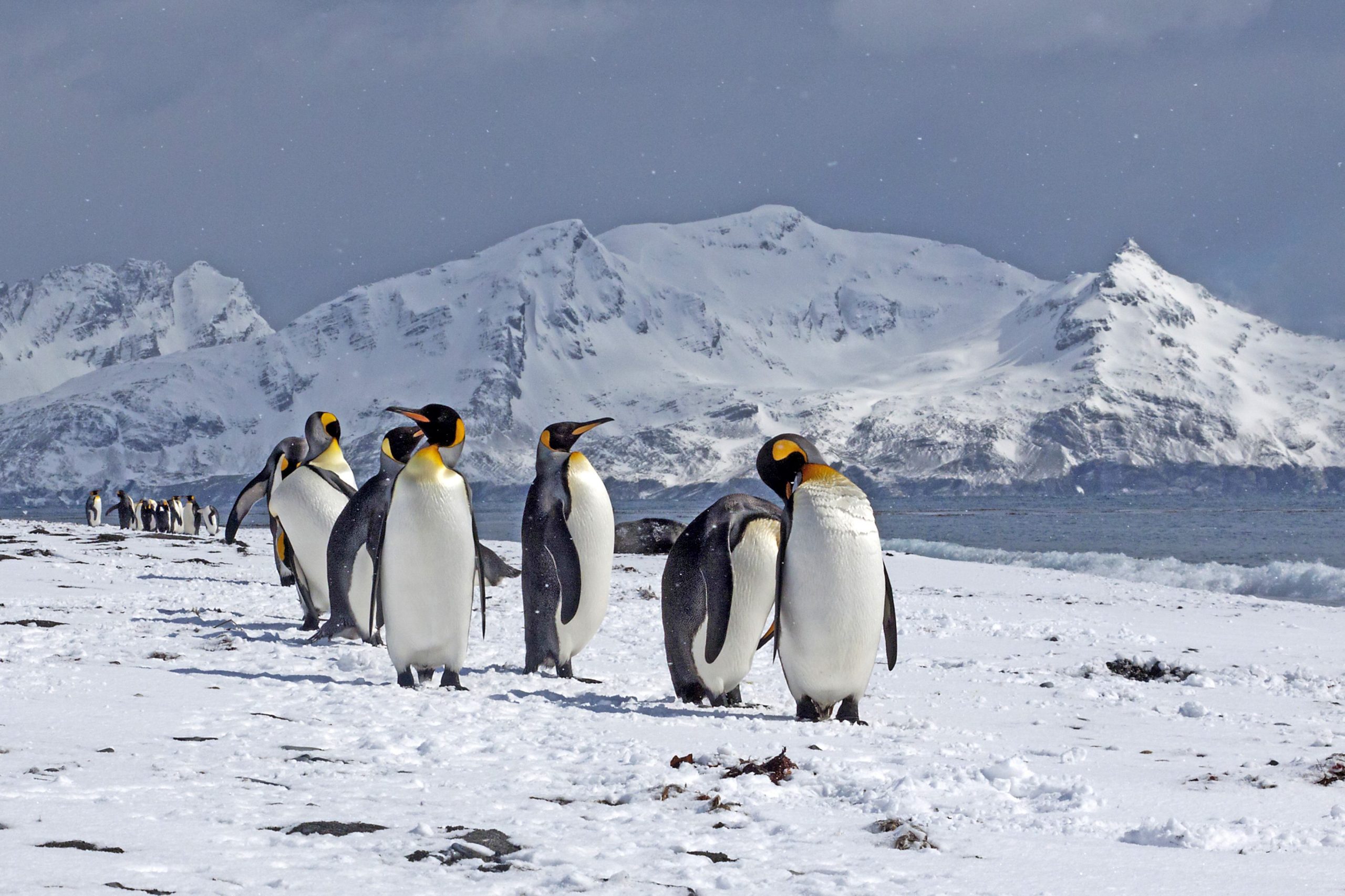 Schimbările climatice amenință cel mai mare pinguin din lume, Pinguinul ...
