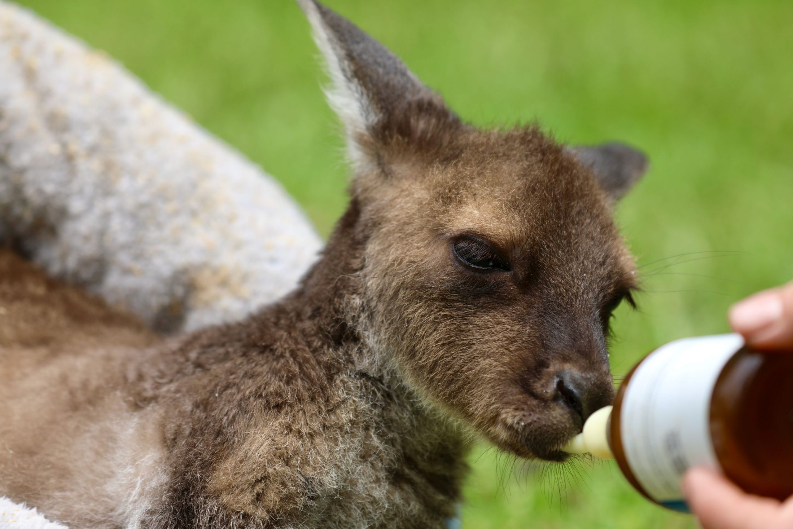 Australia a pierdut cele mai multe specii de mamifere din lume, arată ...