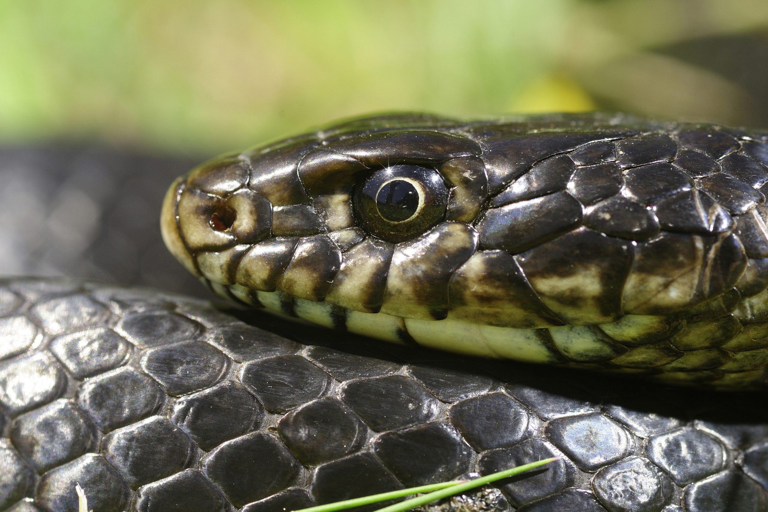 Cel mai mare piton din lume, care cântărește 215 kg, a fost descoperit ...
