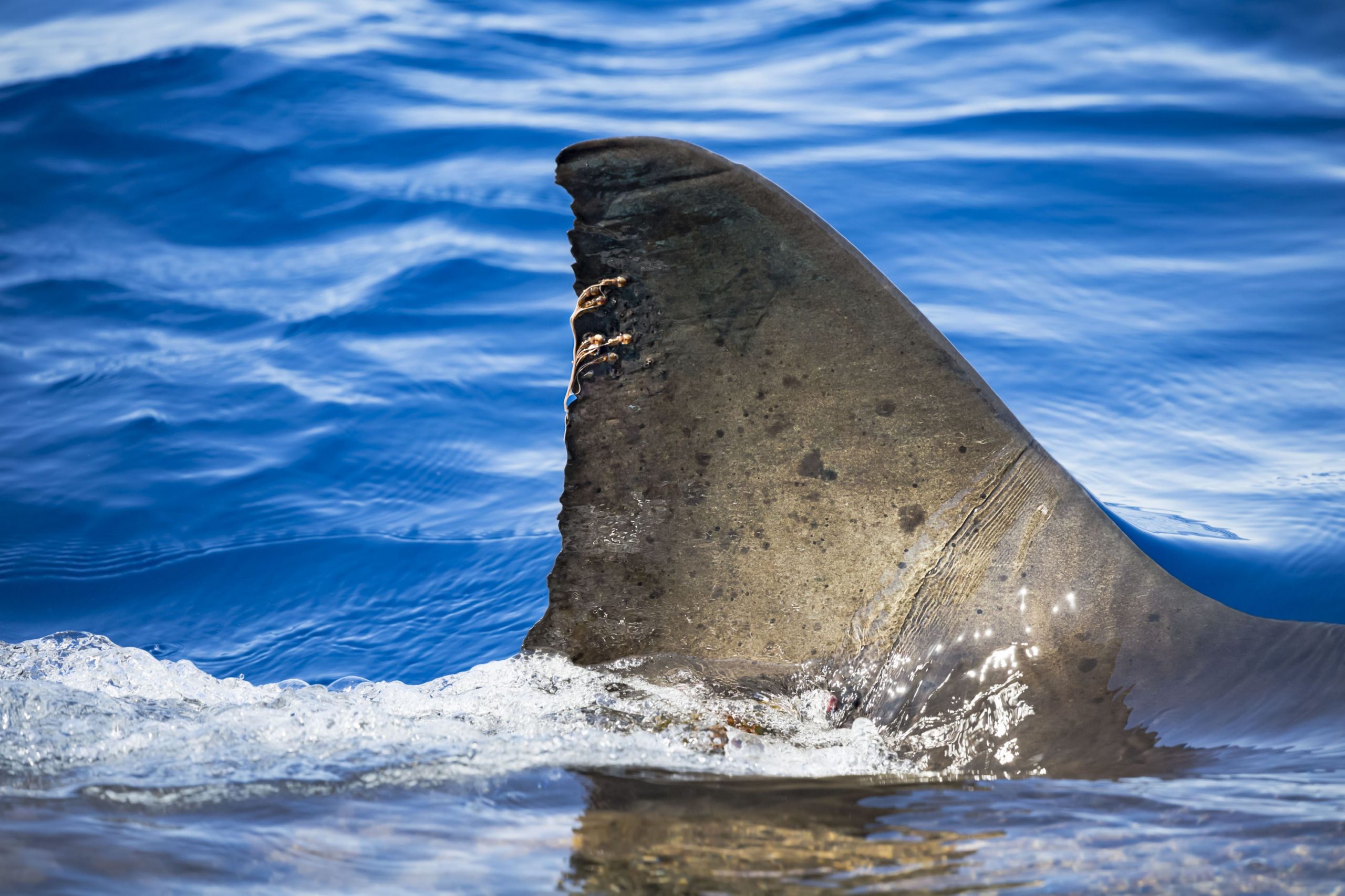 Supa de aripioare de rechin în centrul atenției la COP-19. Anual ...