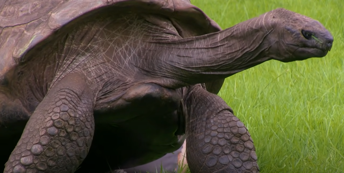 Cel mai bătrân animal terestru din lume – o broască țestoasă ...