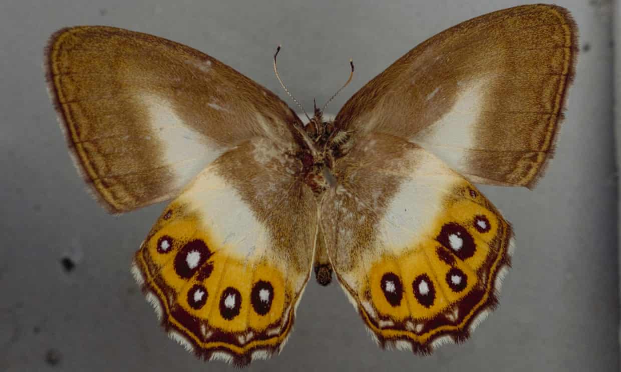 O specie rară de fluturi, numită după Sauron din Stăpânul Inelelor ...