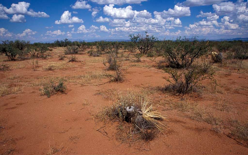 România pierde 1.000 de hectare de teren din cauza deșertificării