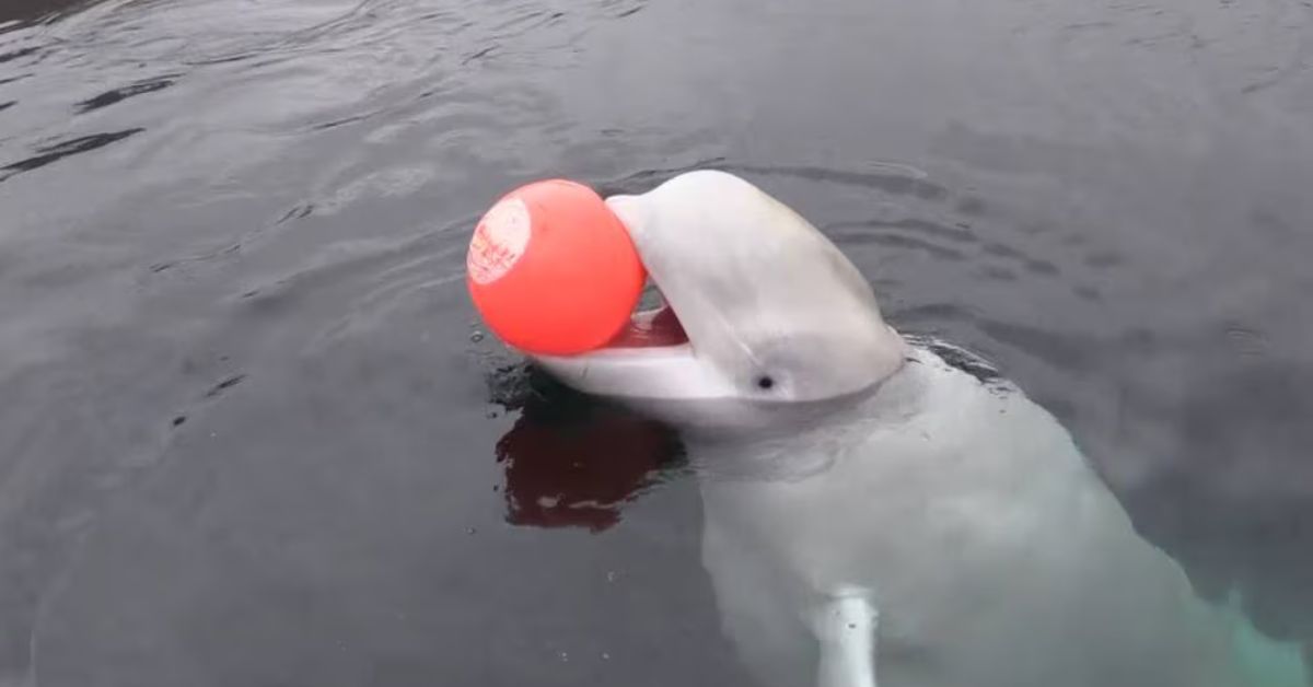 Balena suspectată că era spion rus a fost ucisă. Activiștii vor ...