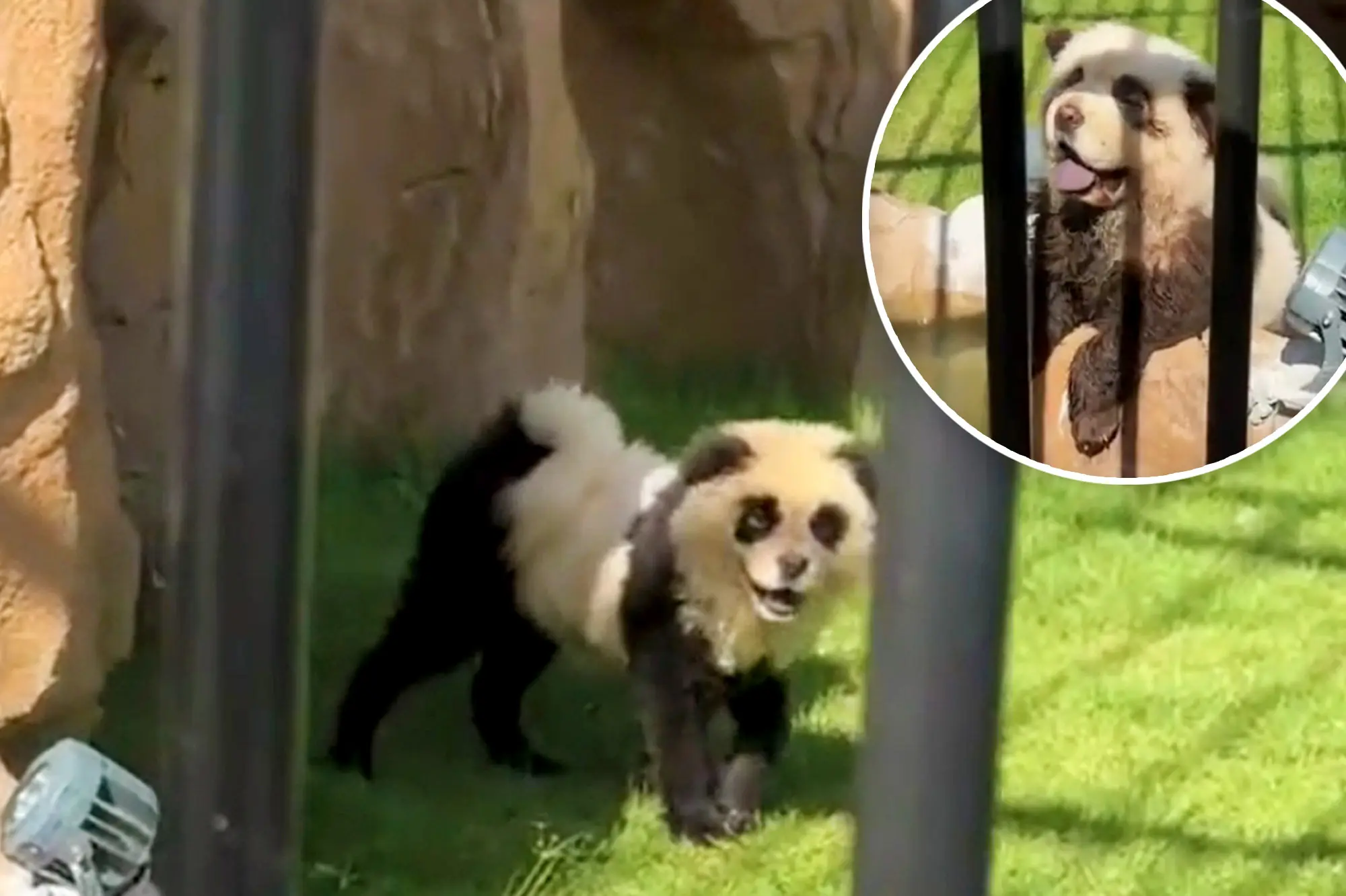 „Made in China”. O grădină zoologică a recunoscut că animalele sale ...