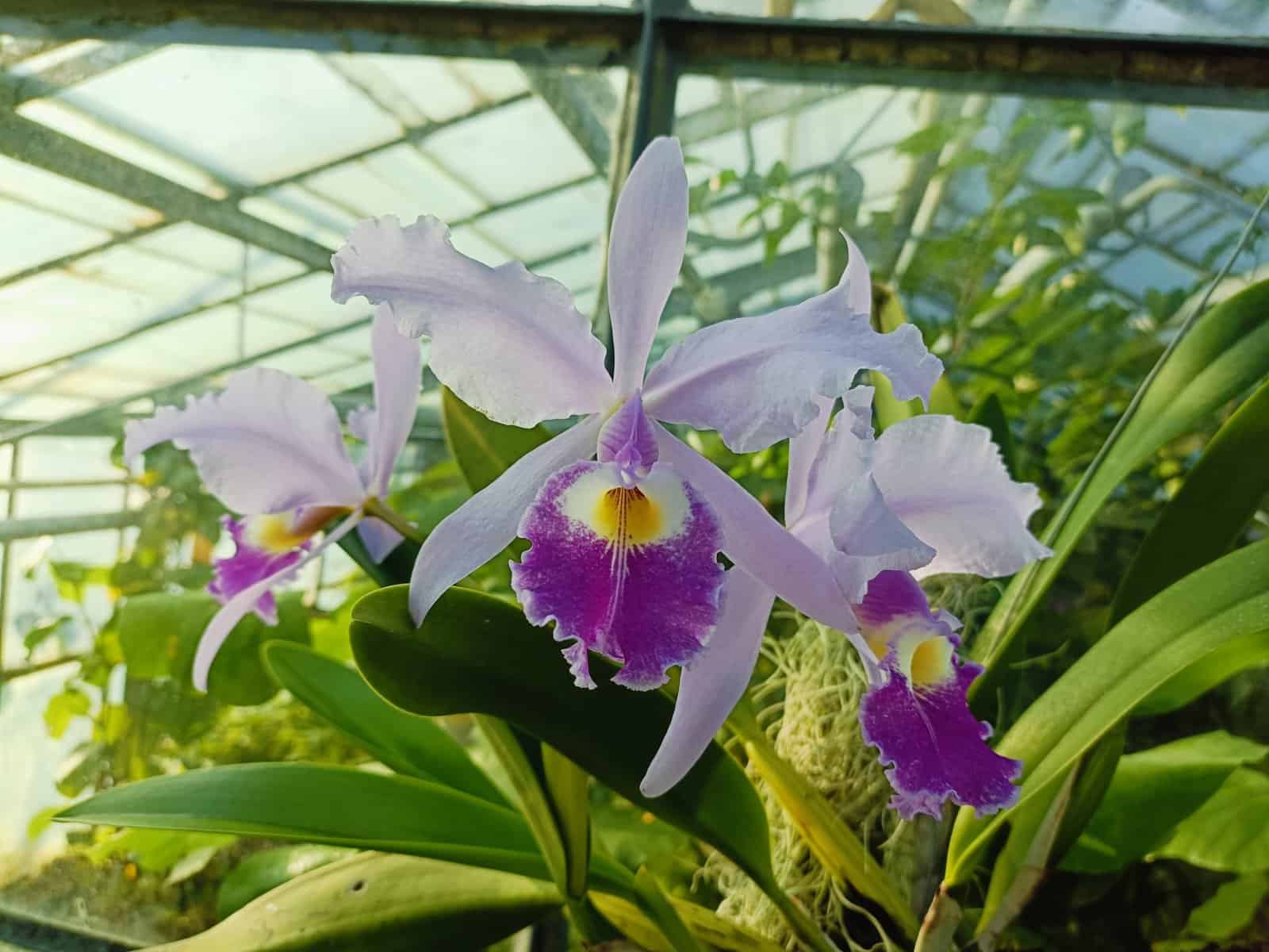 Ce privești azi? Descoperă colecția unică de orhidee la Grădina ...