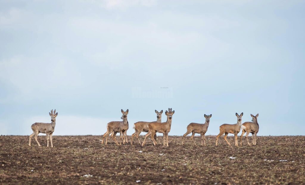 Cătălin Urdoi a surprins un cârd de 100 de căprioare în Bucovina: „Nu ...