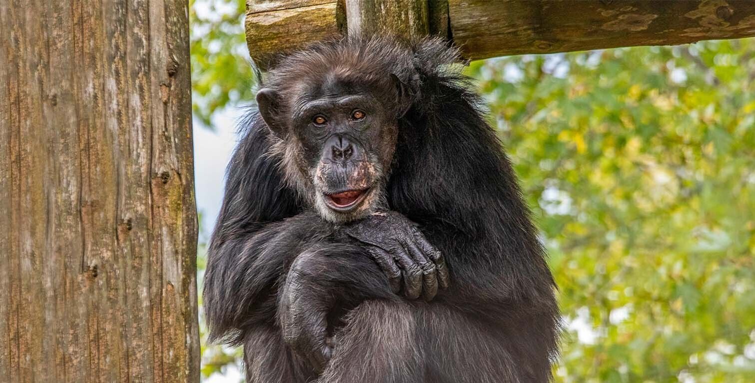 Yerkish, limbajul politic